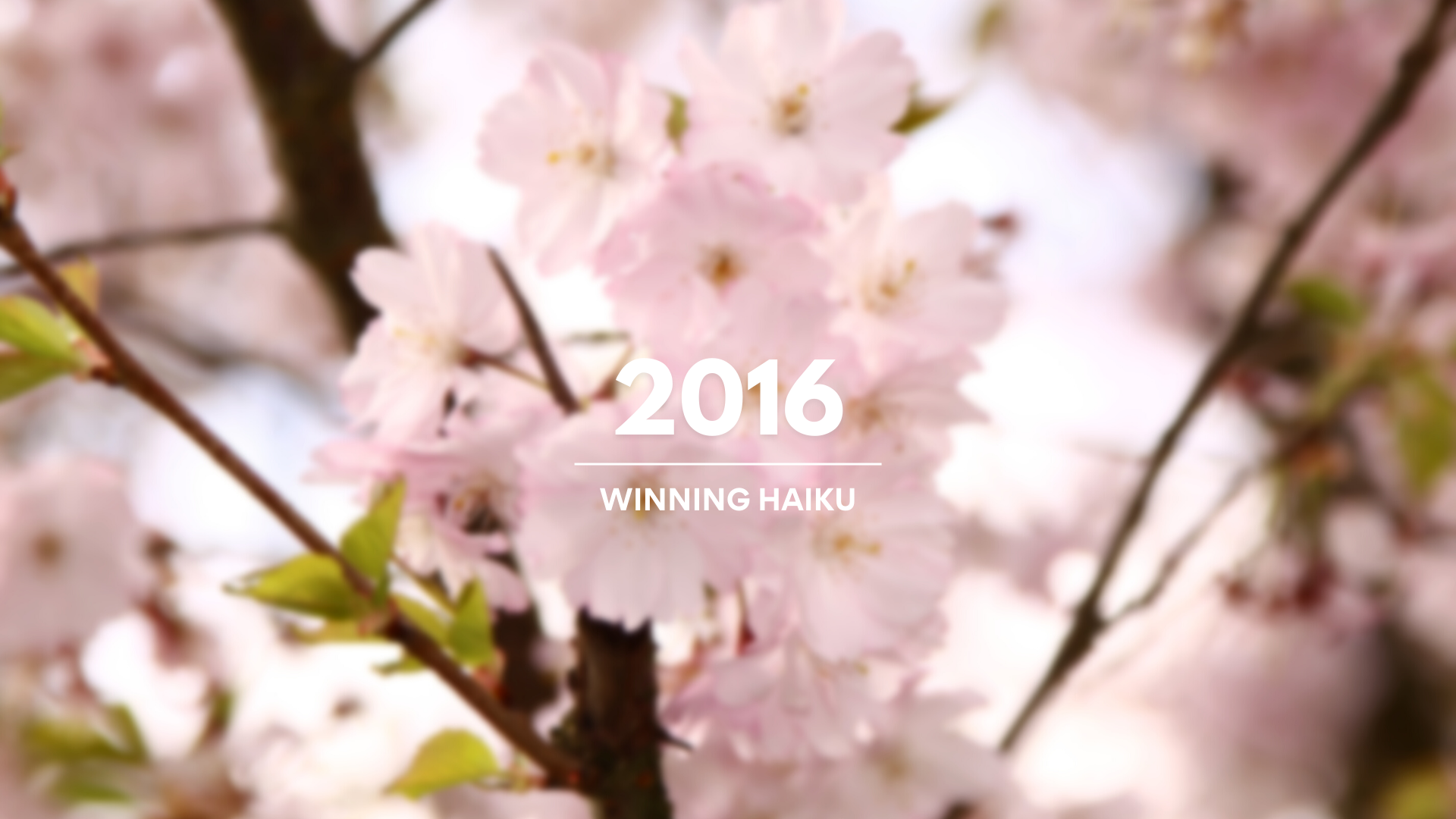 Winning Haiku - Vancouver Cherry Blossom Festival