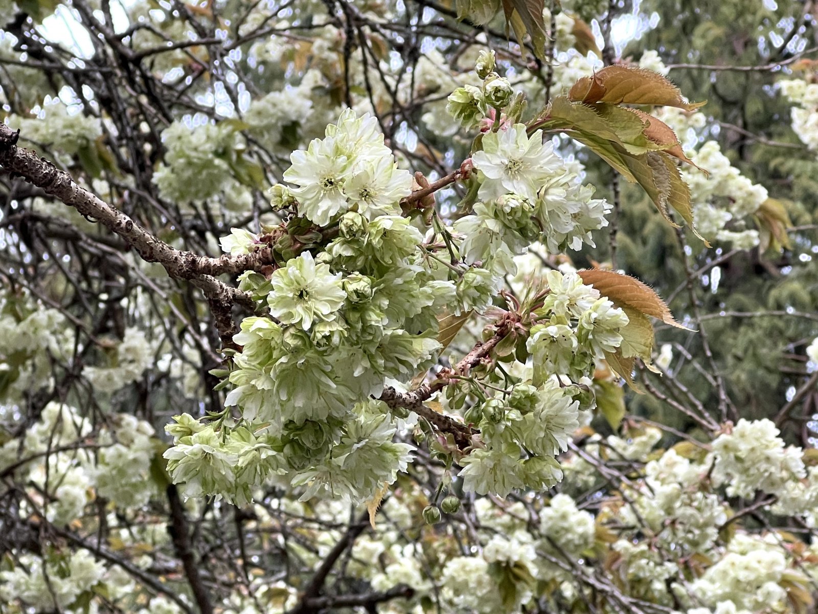 Blog – Vancouver Cherry Blossom Festival