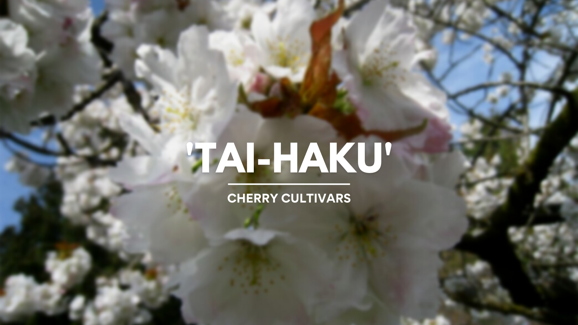 Tai-haku - Vancouver Cherry Blossom Festival