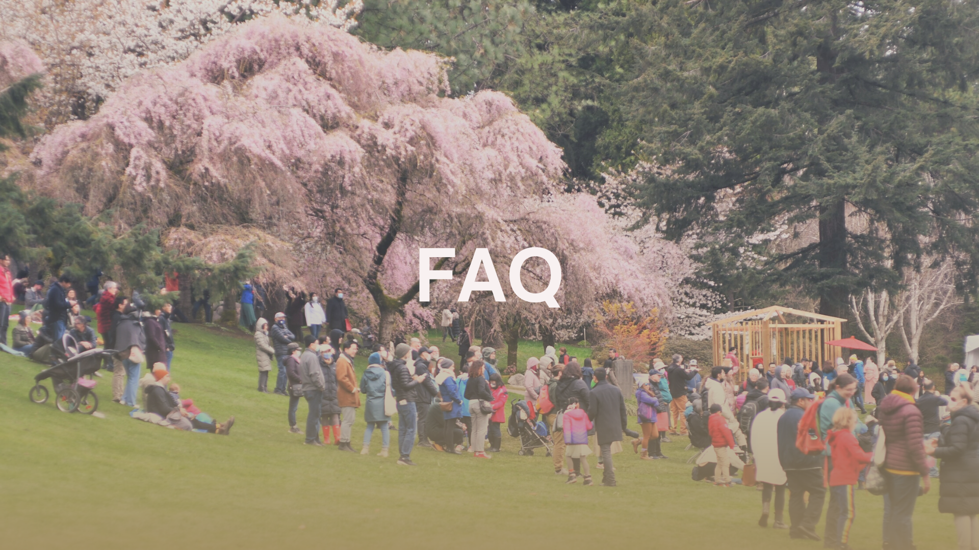FAQ - Vancouver Cherry Blossom Festival