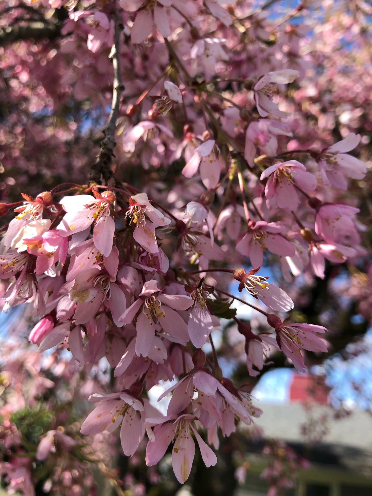 Yae-beni-shidare - Vancouver Cherry Blossom Festival