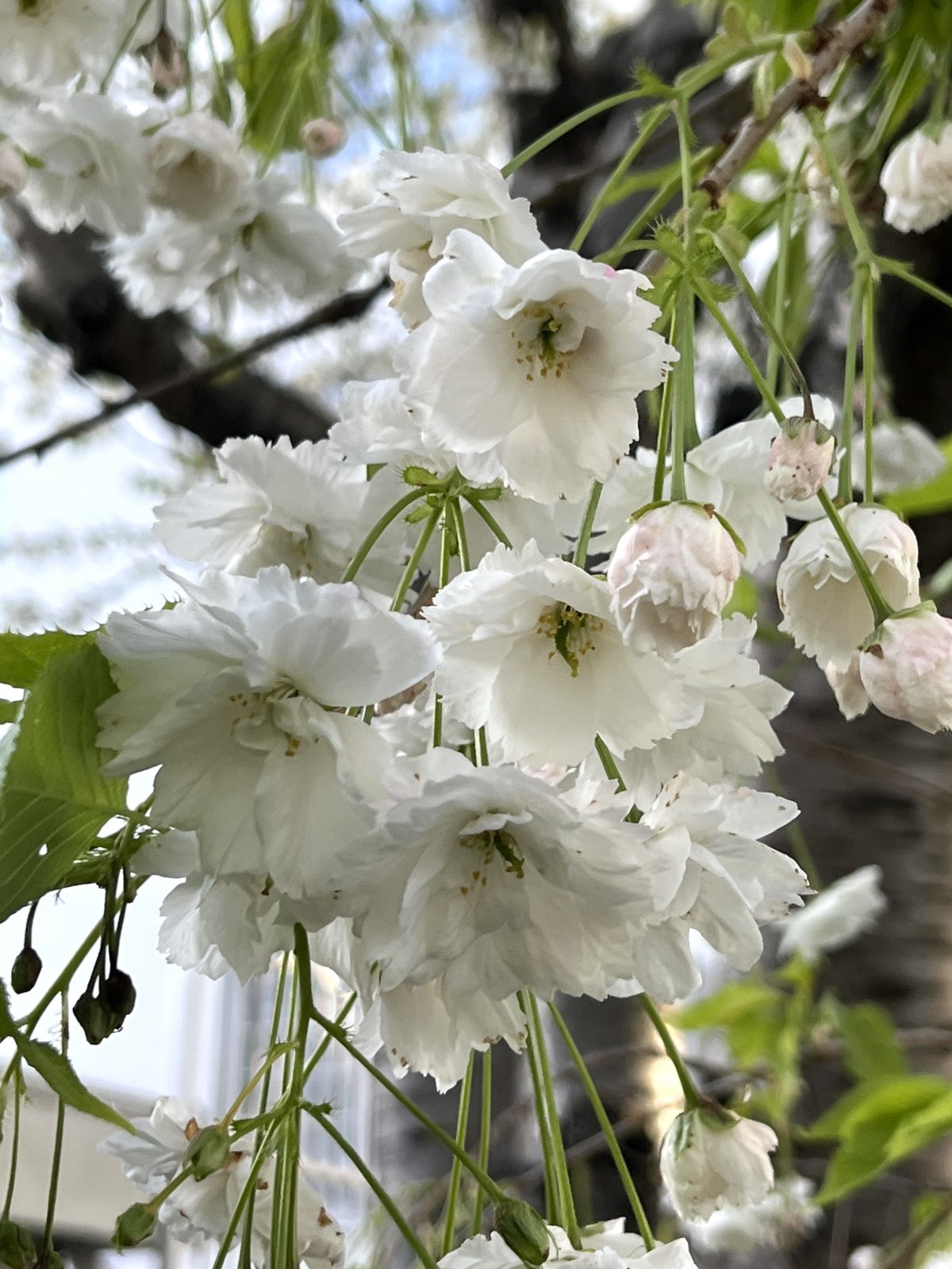 Yesterday’s news – double white ‘Ichihara-tora-no-o’ and ‘Shogetsu ...