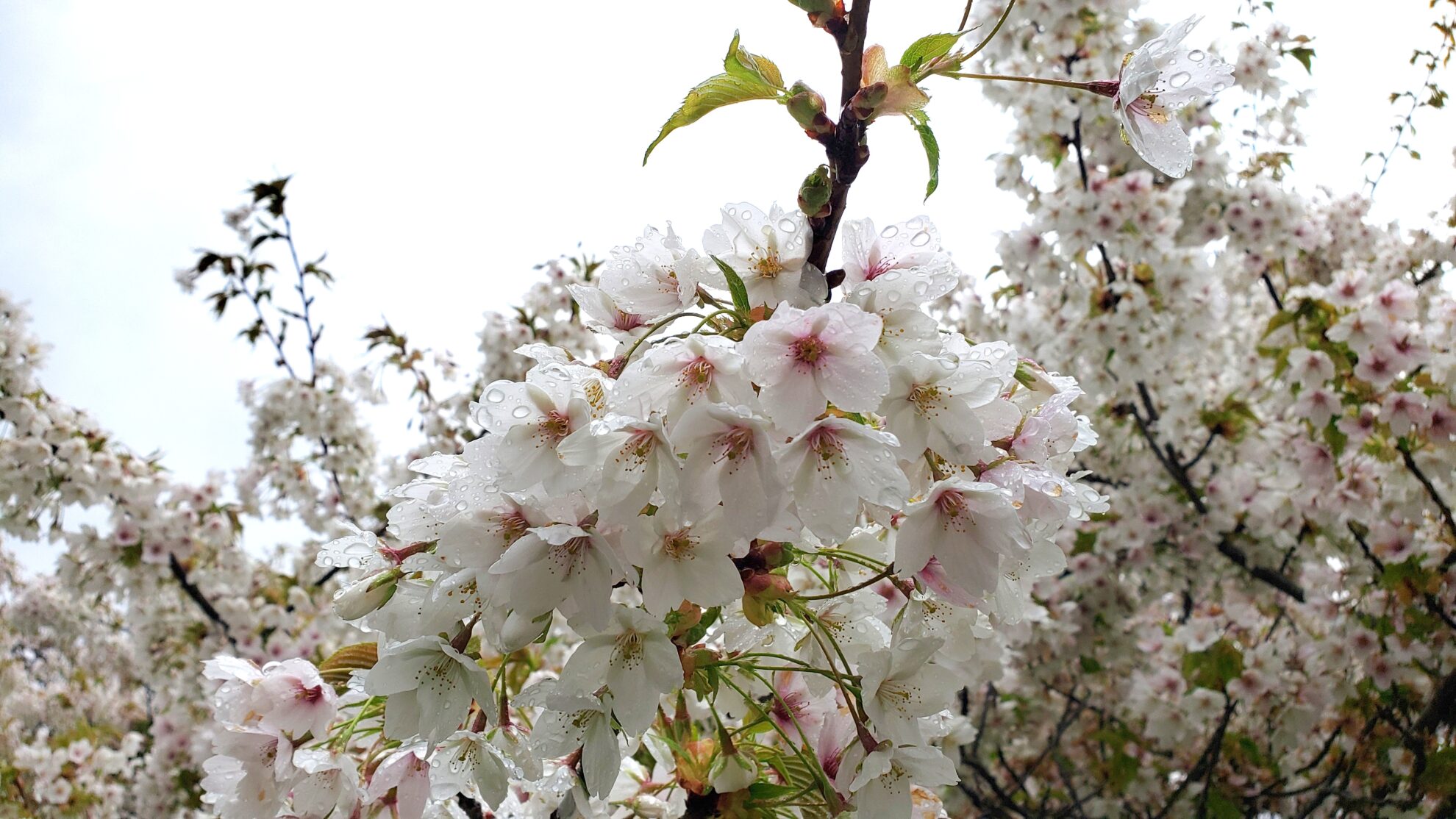 Yesterday’s news – rare single-white blossoms - Vancouver Cherry ...