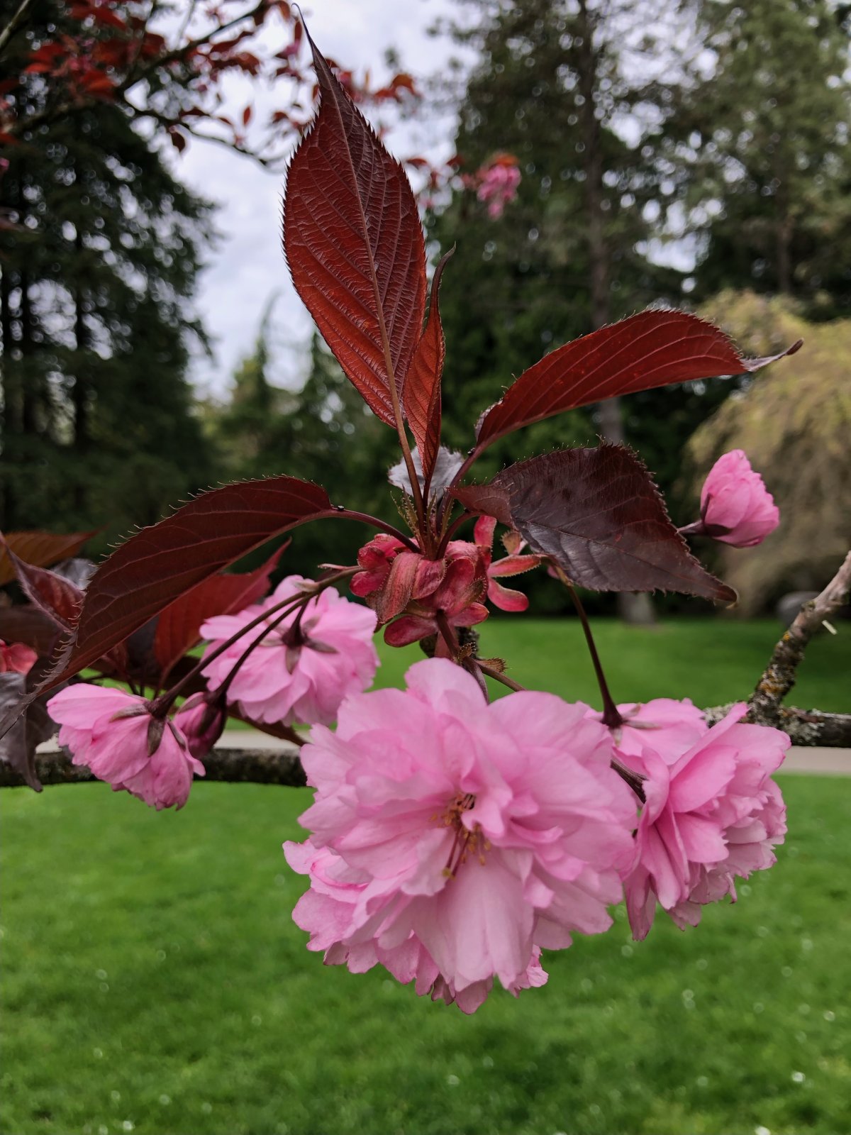 Yesterday’s news – double pink ‘Kanzan’, ‘Royal Burgundy’ and ‘Kiku ...
