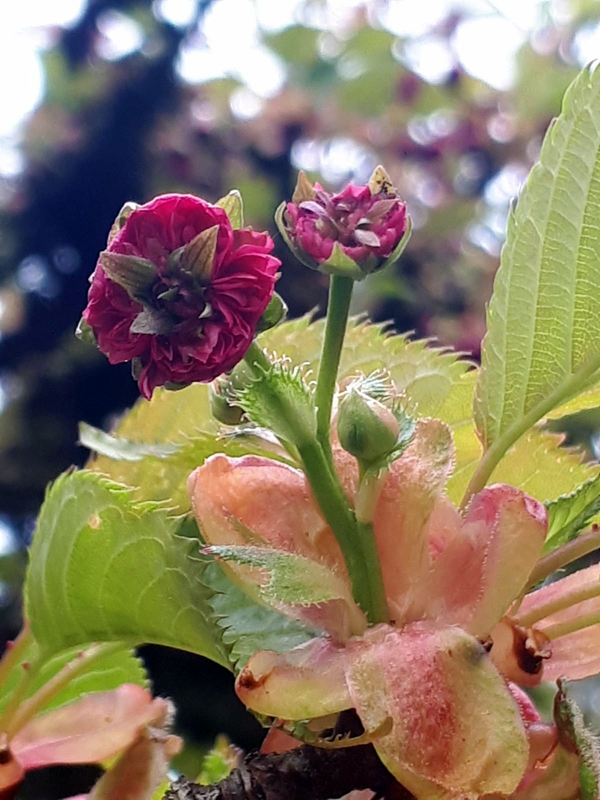 Yesterday’s news – ‘Kiku-zakura’ - Vancouver Cherry Blossom Festival