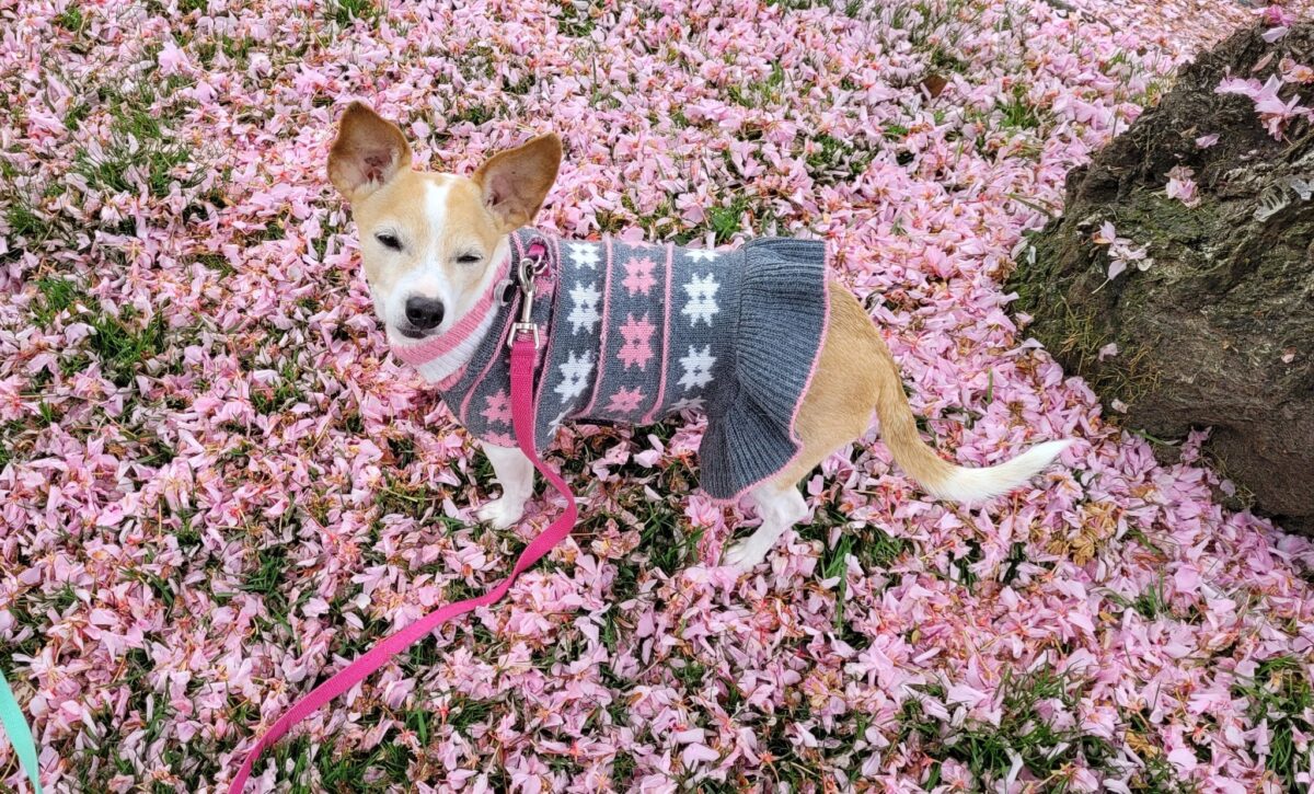 ‘Kanzan’ snow - Vancouver Cherry Blossom Festival